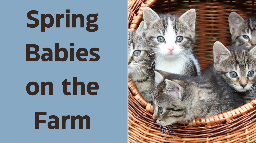 Spring Babies in Ohio's Amish Country - Gleason Family Adventure